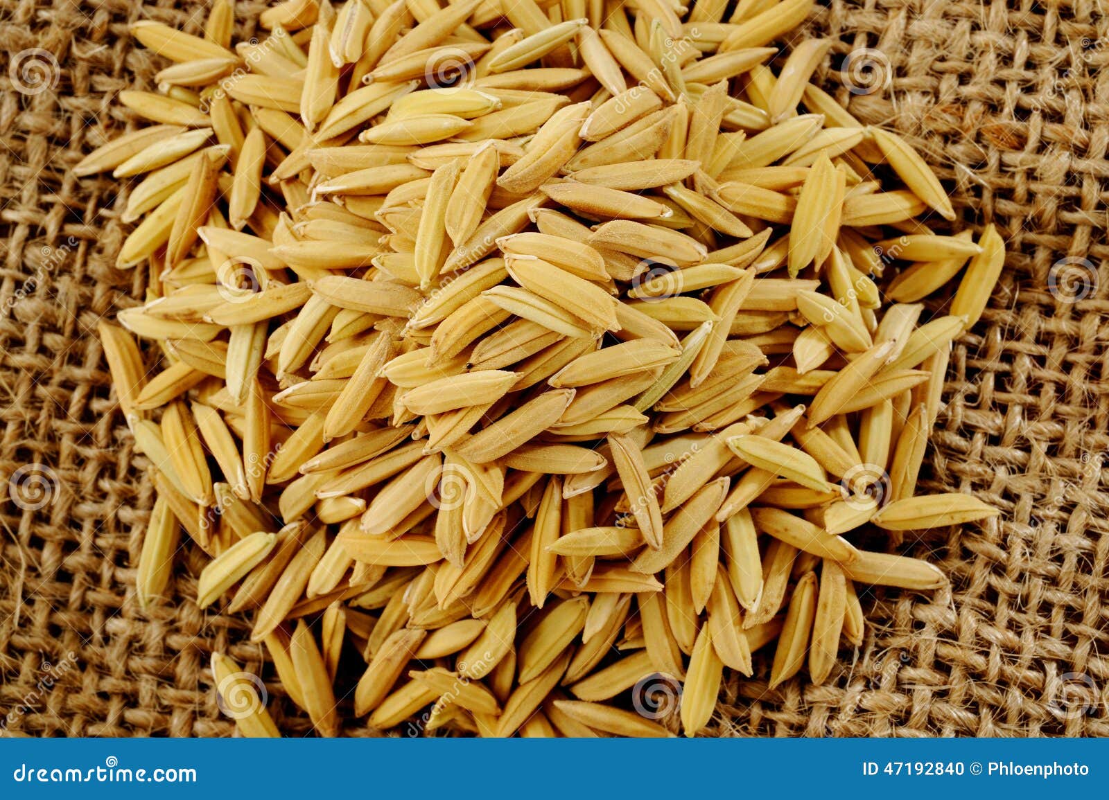 Closeup paddy stock photo. Image of rice, close, grass - 47192840