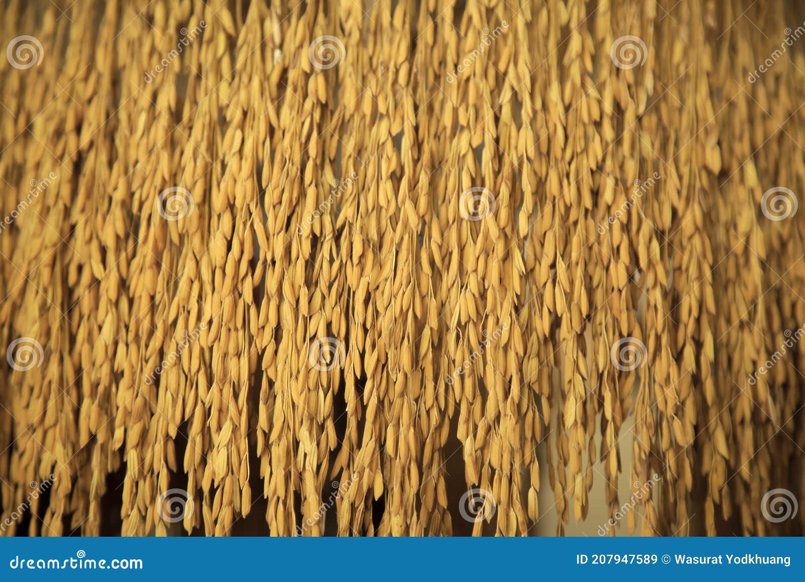 Closeup Paddy Grains or Rice Hanging Organic Paddy Rice Paddy Rice ...