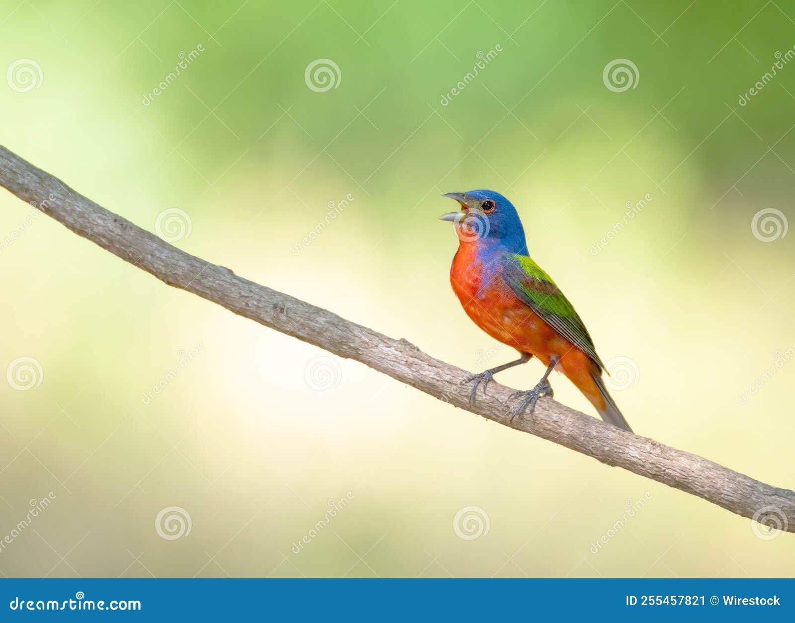 Closeup of a Painted Bunting on a Tree Branch Stock Image - Image of ...