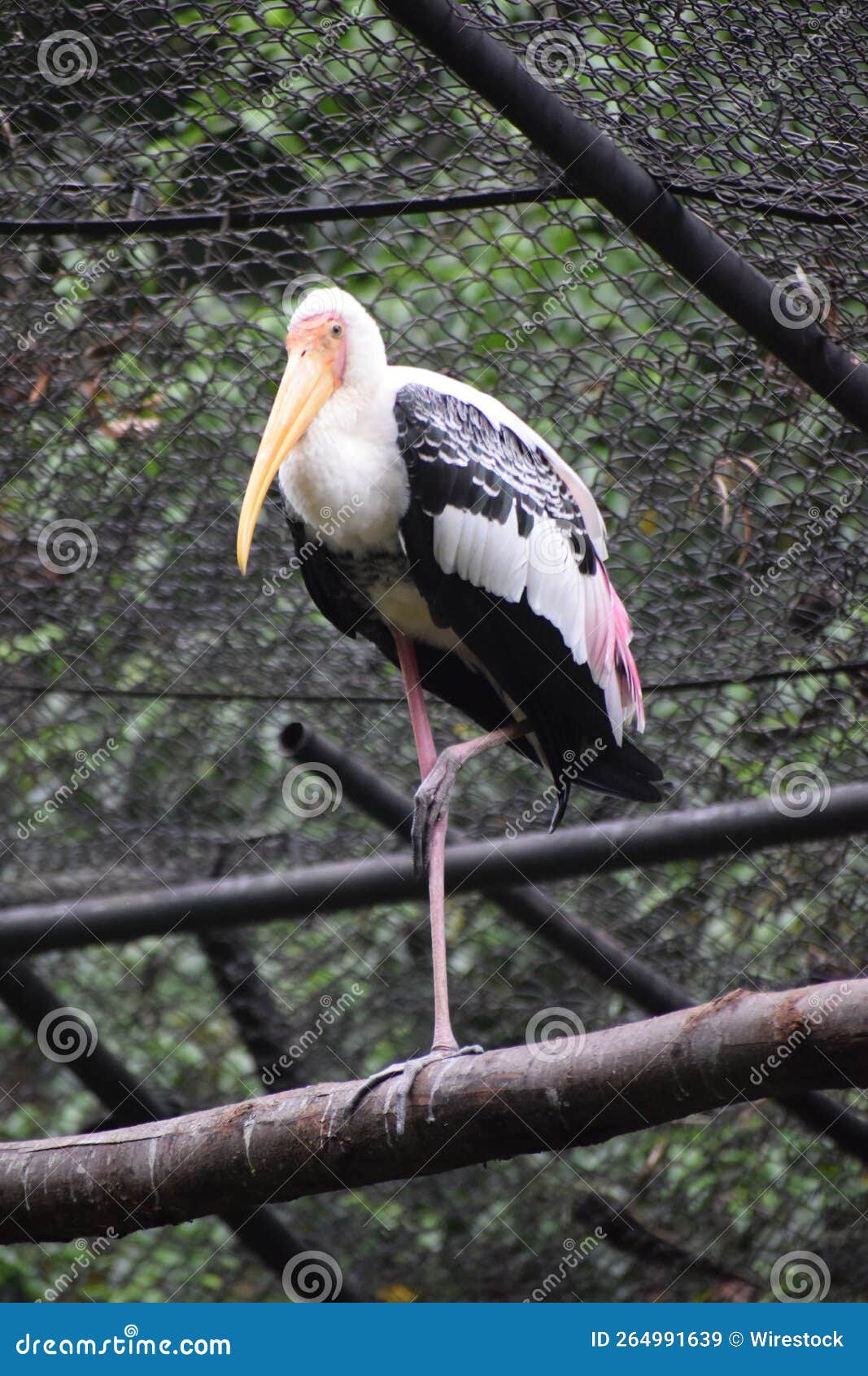 Closeup of Painted Stork Standing on a Tree Trunk Stock Image - Image ...