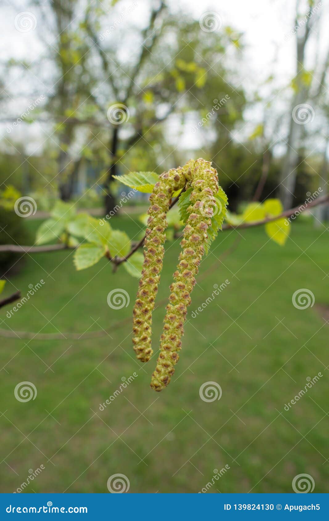 Closeup of Pair of Catkins of Silver Birch in Spring Stock Photo ...