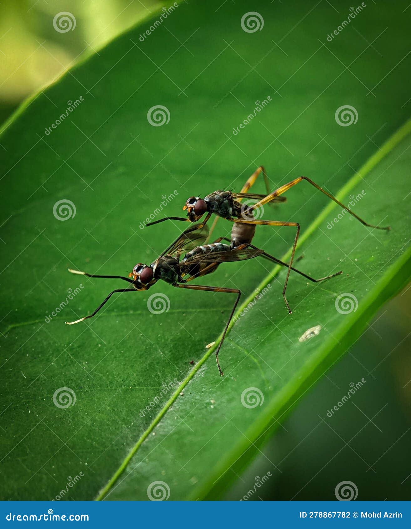 Closeup of a Pair of Insects Mating Stock Photo - Image of invertebrate ...