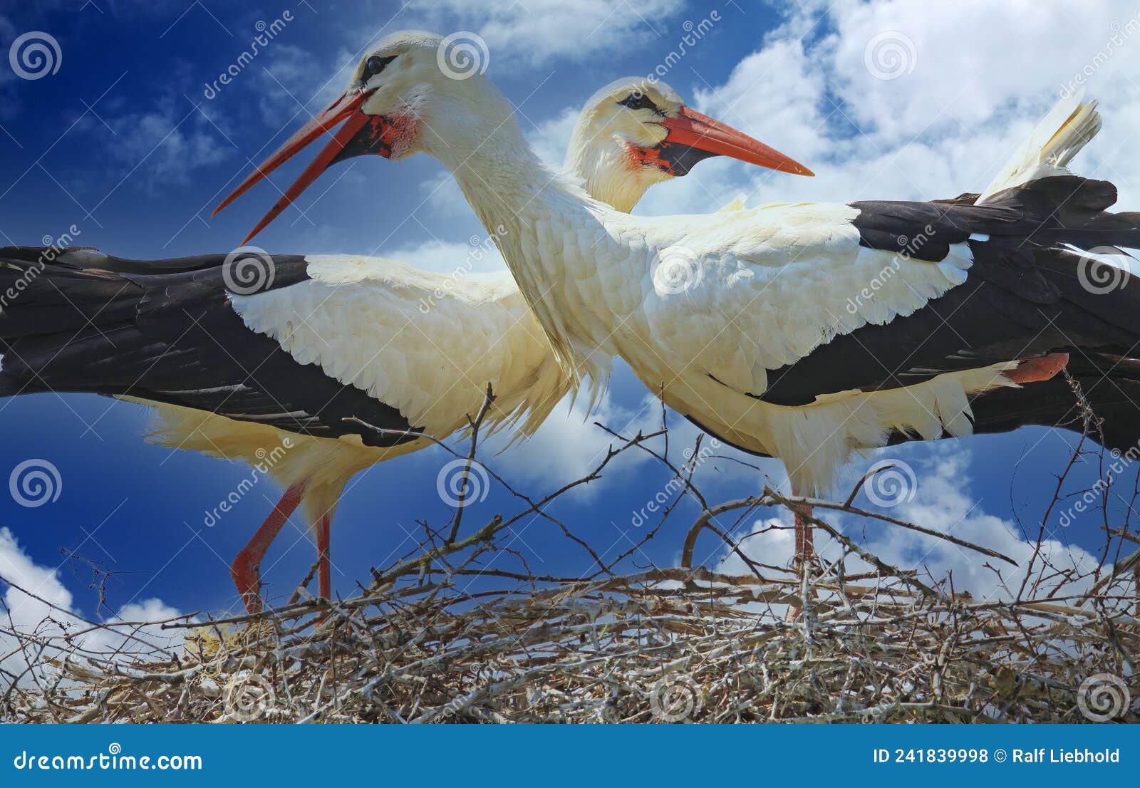 Closeup of Pair Mating Storks Looking in Opposite Direction with ...