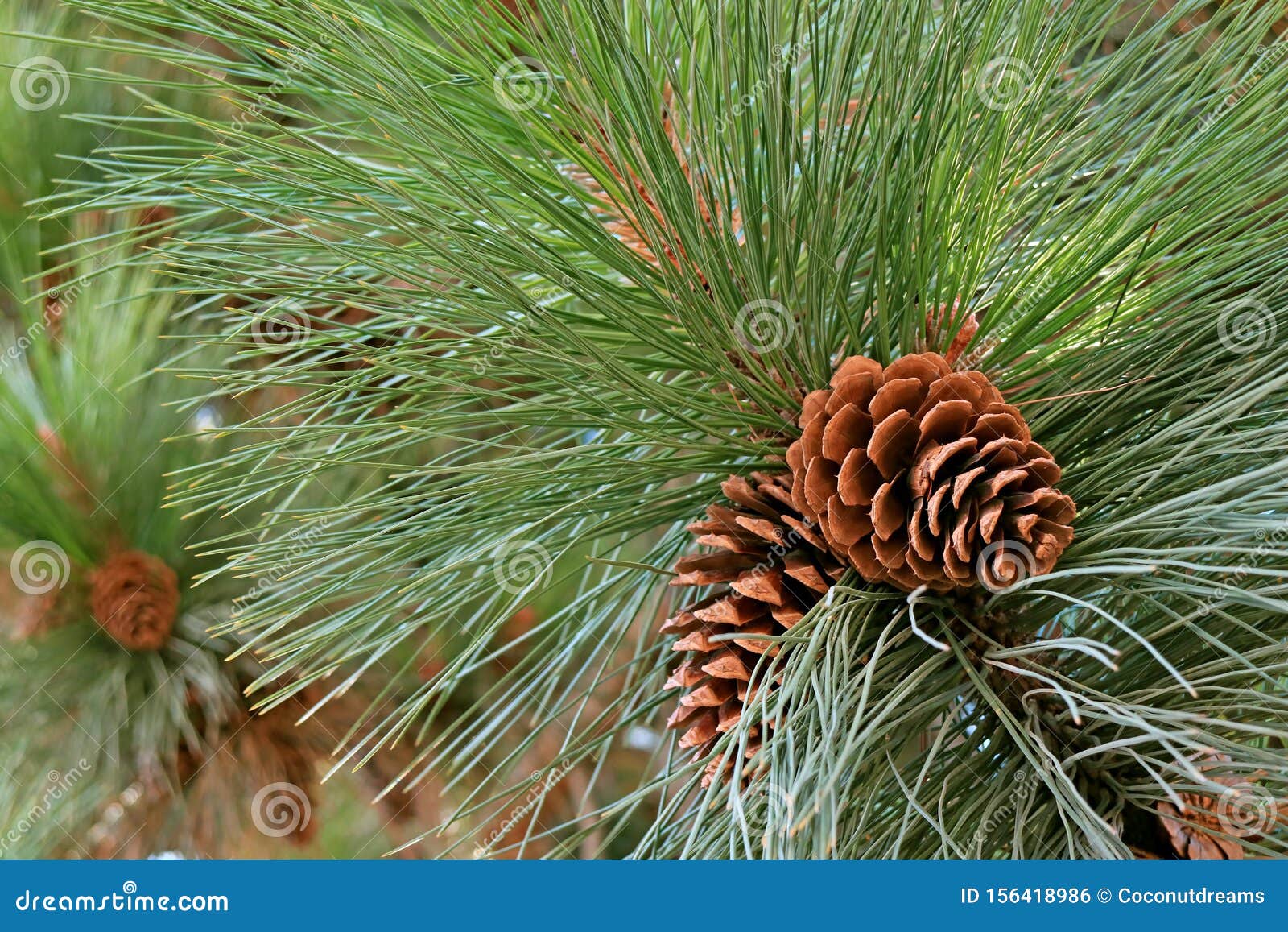 Closeup a Pair of Pine Cones Hanging on the Tree among Pine Needles ...