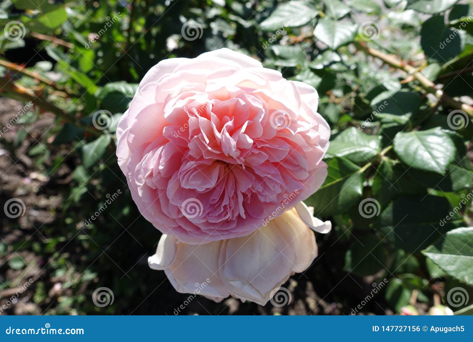 Closeup of Pale Pink Flower of Rose in June Stock Photo - Image of ...