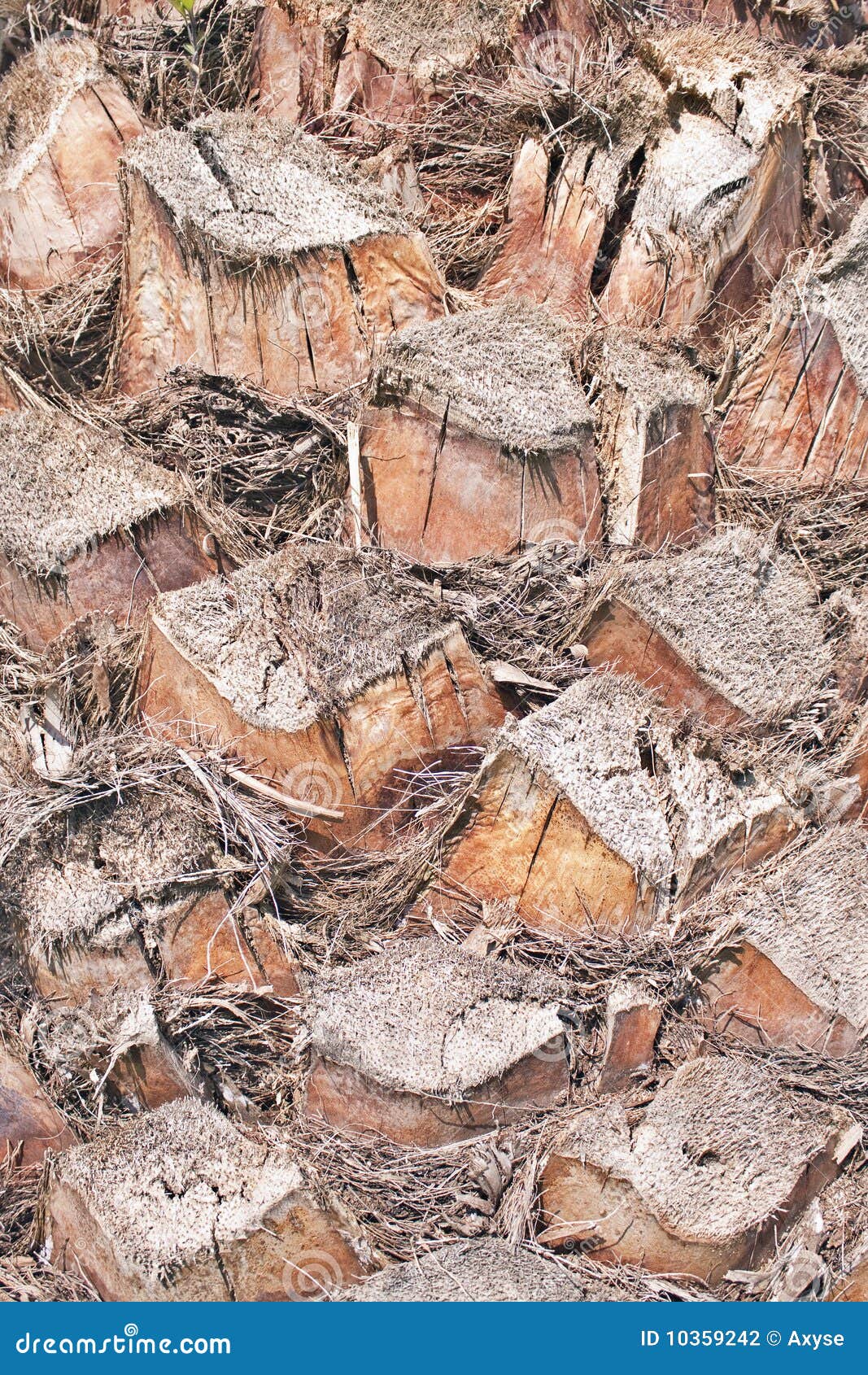 Closeup of palm bole stock photo. Image of brown, background - 10359242