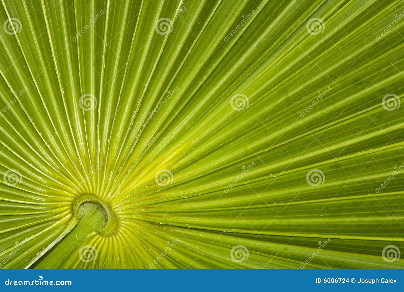 Leaf Pattern Nature Frame Layout Of Heart Shaped Green Leaves ...