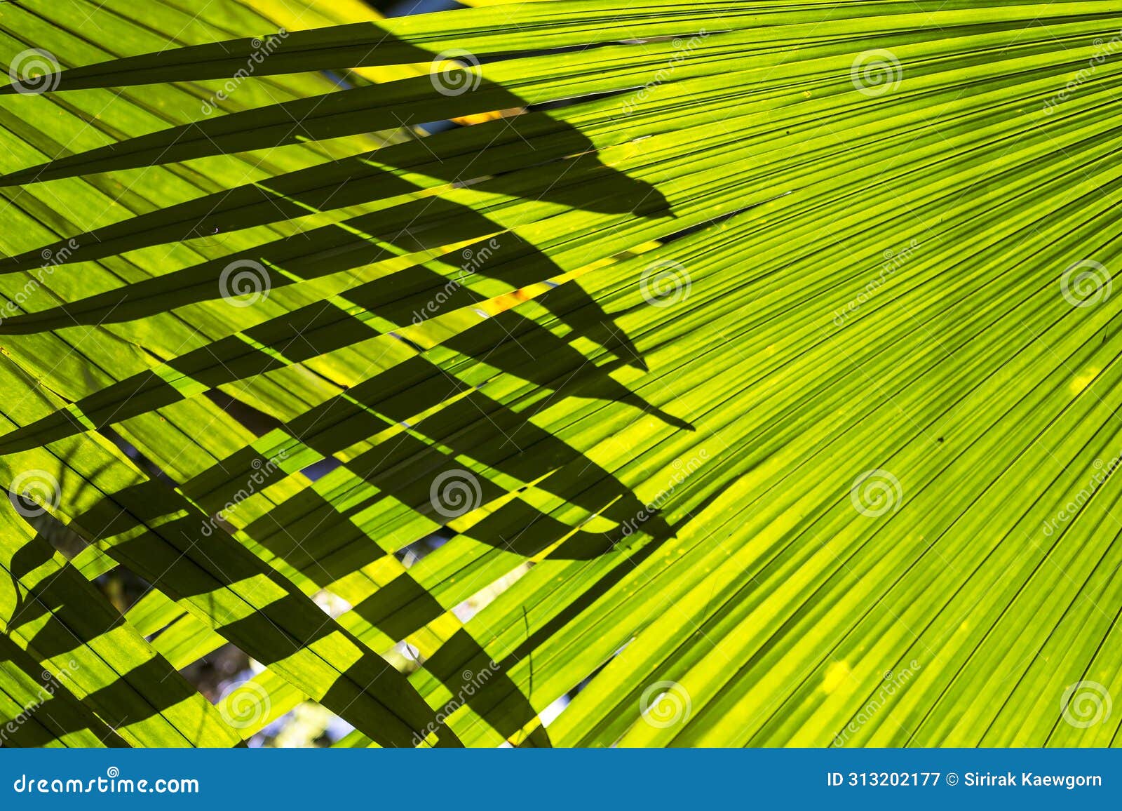 Closeup Of Palm Leaf Pattern Royalty-Free Stock Image | CartoonDealer ...