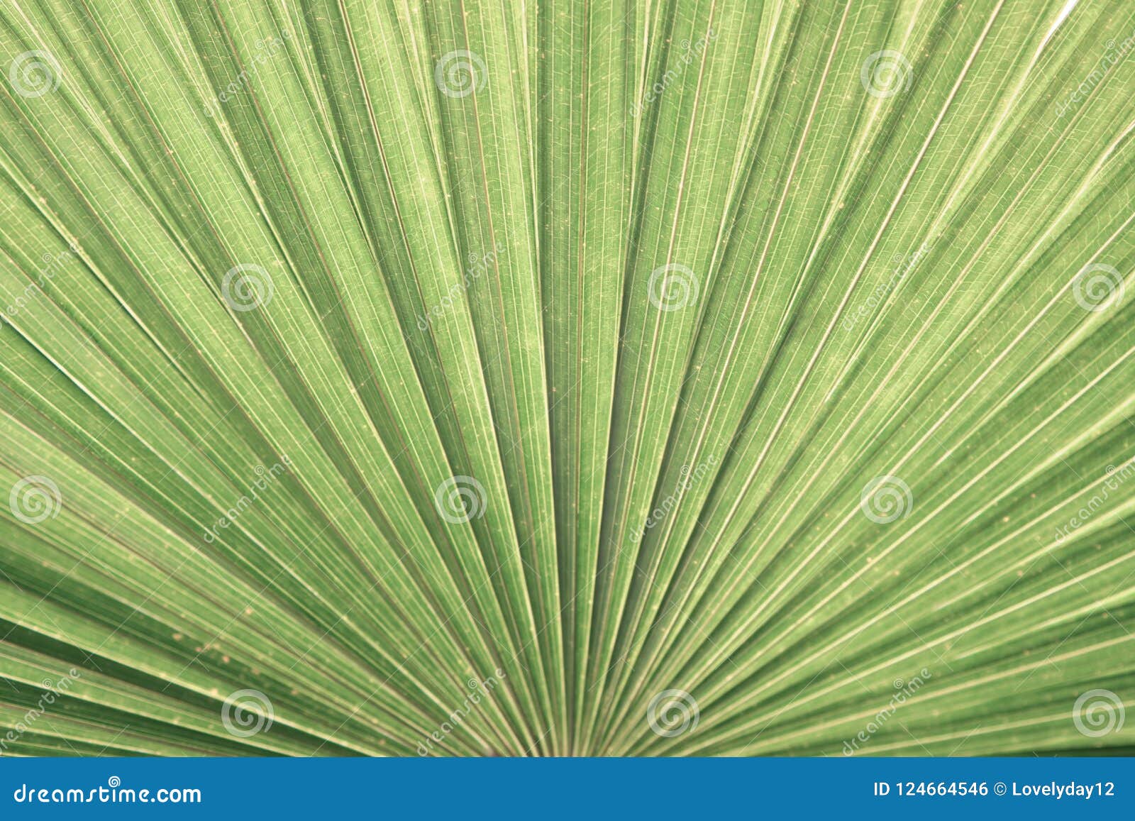 Closeup Of Palm Thatched Roof With Overlapping Fronds Horizontal ...