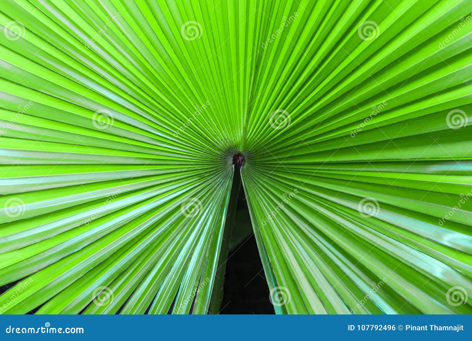 Closeup Palm Tree And Bunch Of Plam Fruit In Tropical Forest. Fan Palm ...