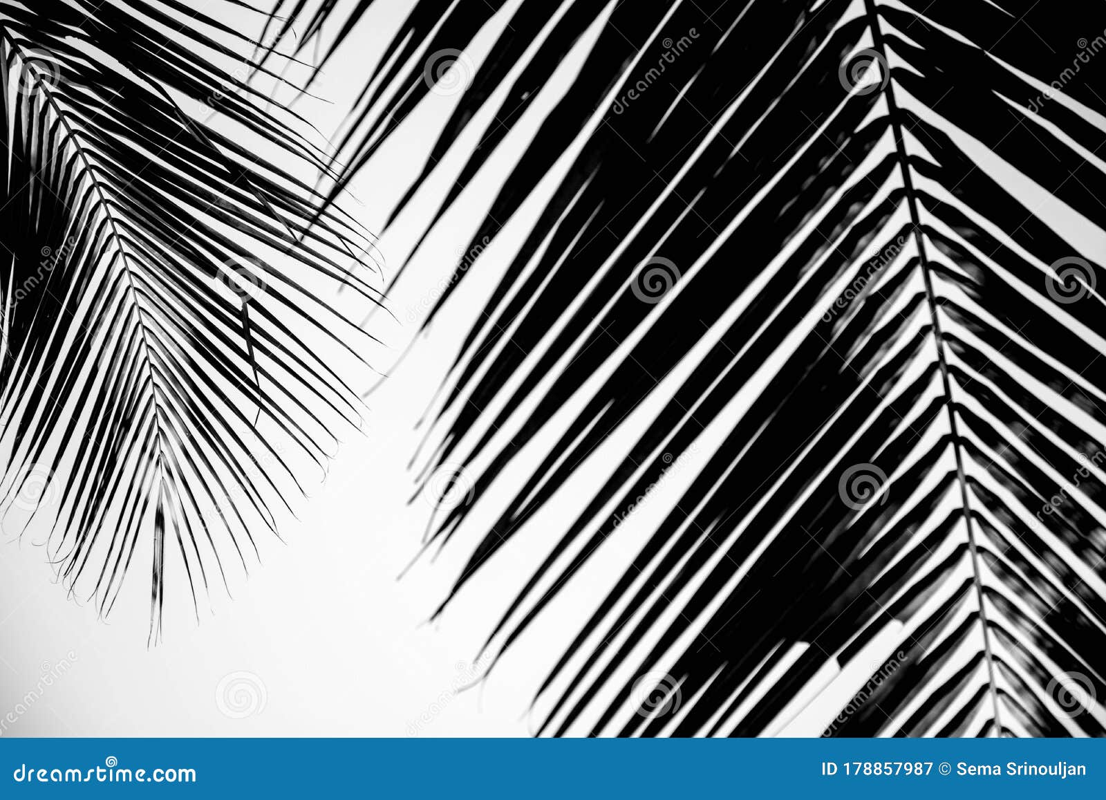 Closeup Palm Tree And Bunch Of Plam Fruit In Tropical Forest. Fan Palm ...