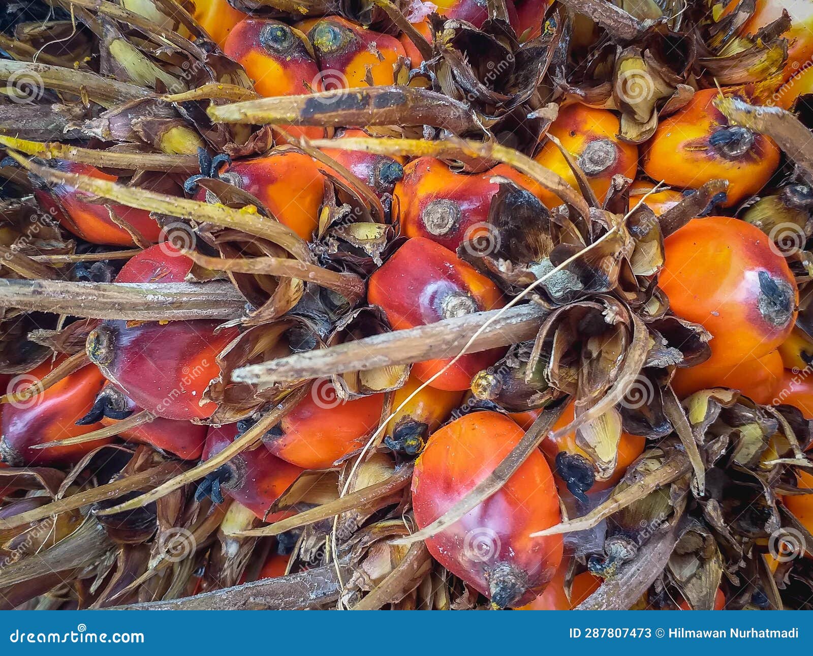 Closeup of Palm Oil Kernel Fruit. Stock Image - Image of ripe ...