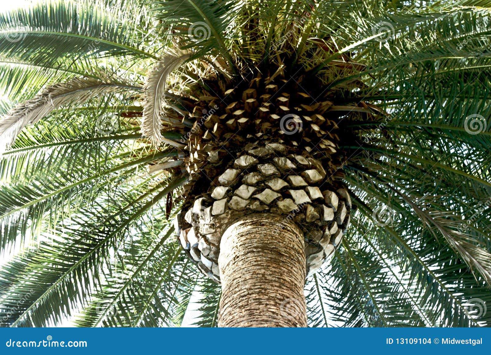 Closeup of a palm tree stock photo. Image of relaxing - 13109104