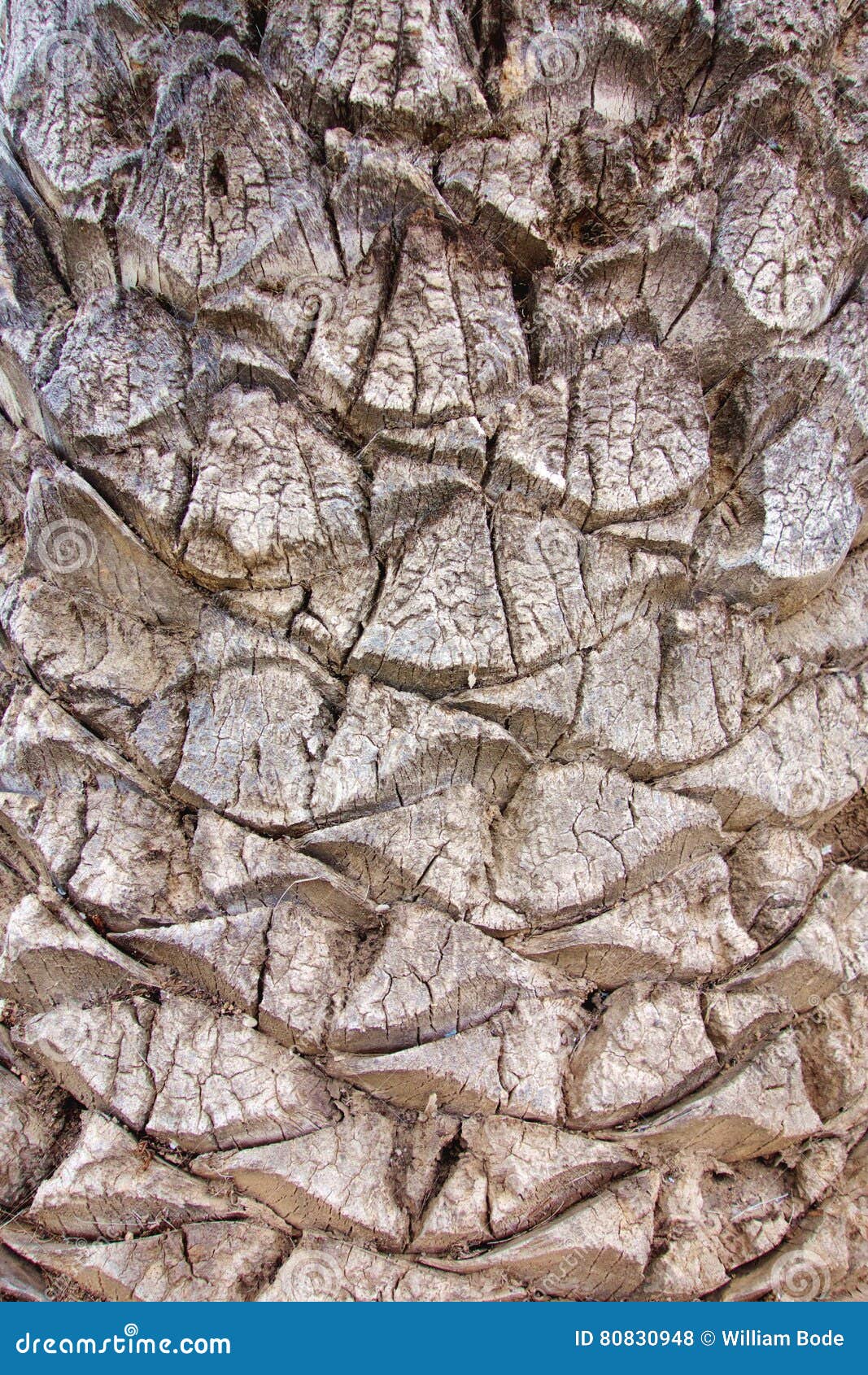 Closeup of Palm Tree Bark stock photo. Image of patterns - 80830948