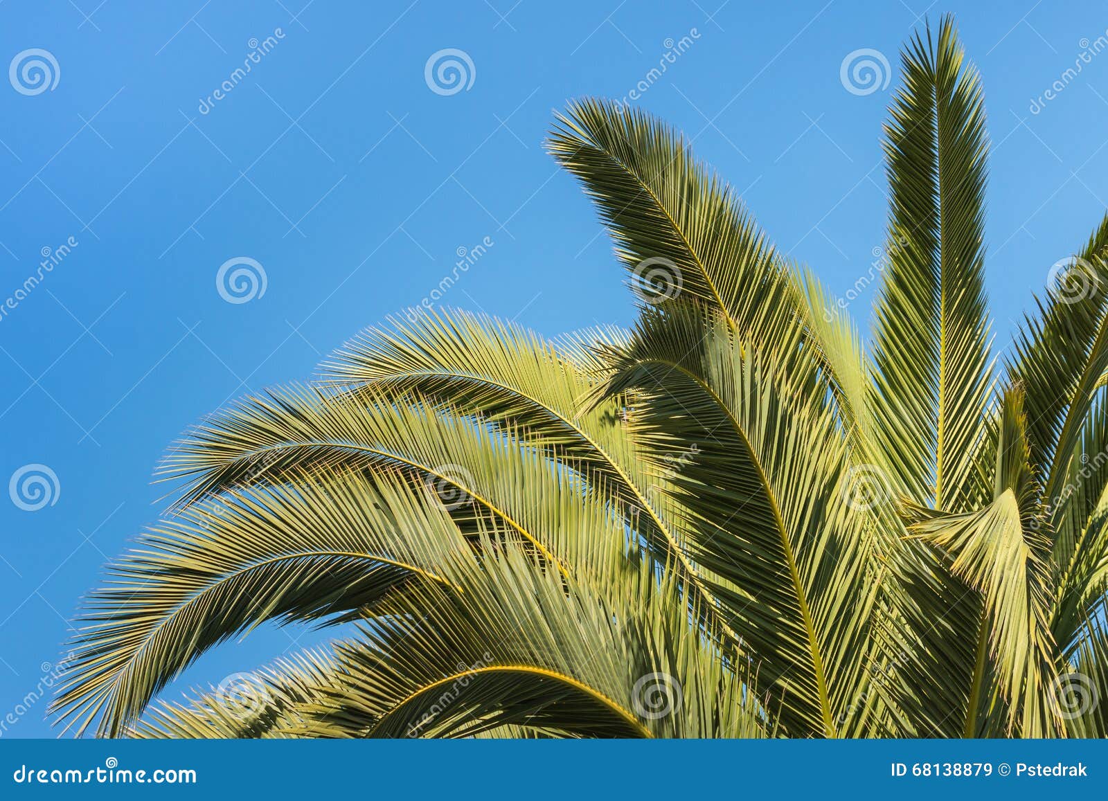 Closeup of Palm Tree Fronds Stock Image - Image of copy, tree: 68138879