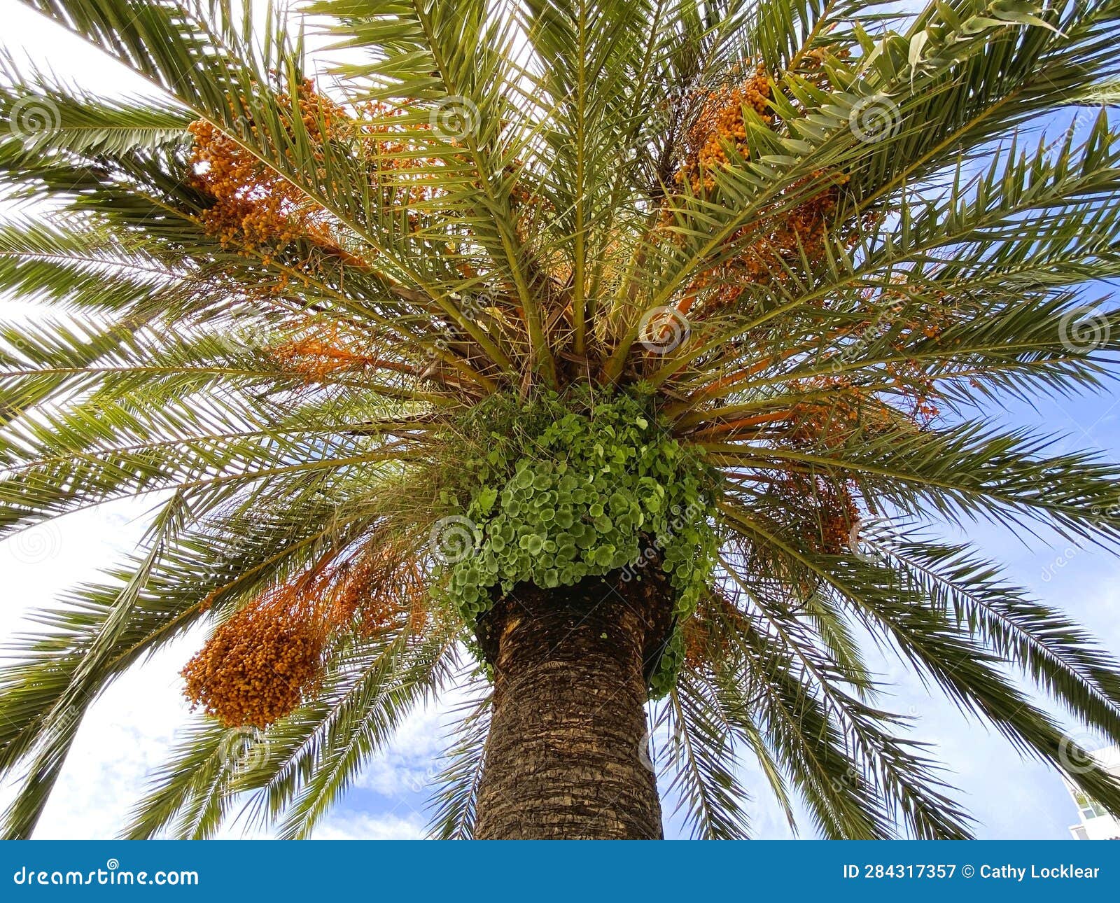 Closeup of Palm Tree Fronds with a Blue Sky Background Stock Image ...