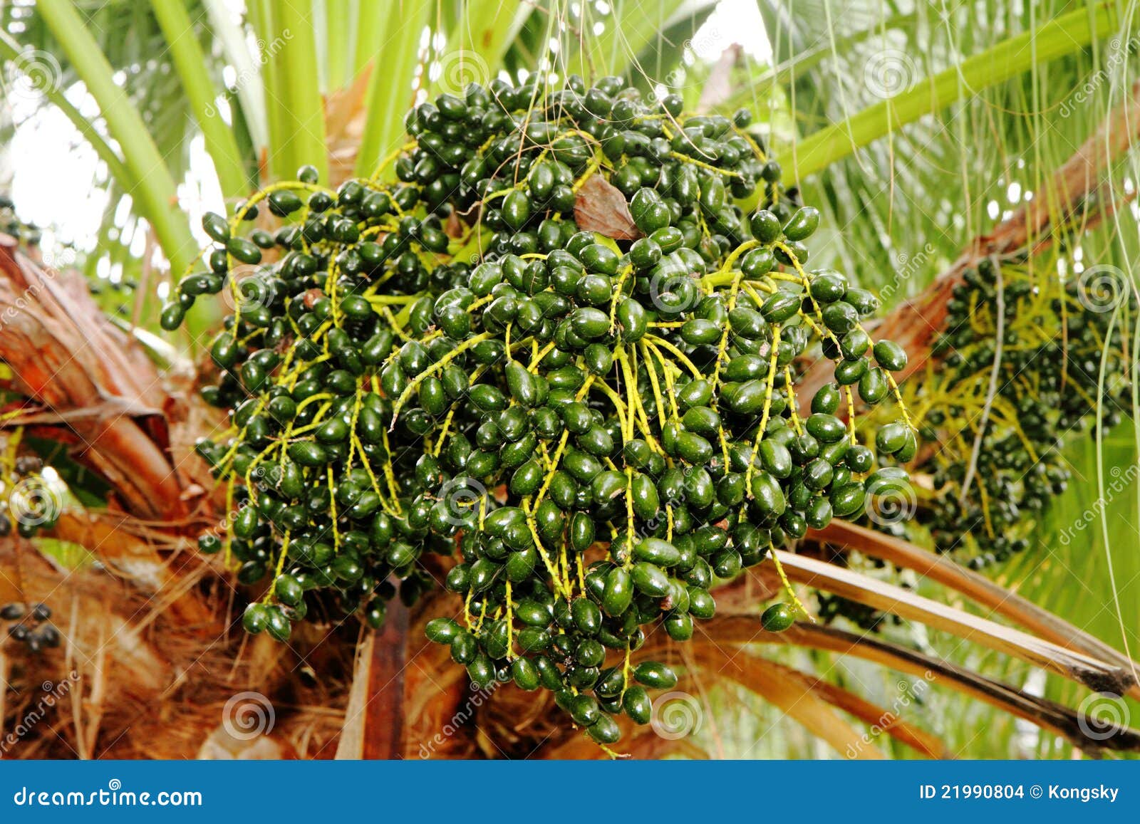 Closeup of the Palm Tree Fruits Stock Photo - Image of bloom, seed ...