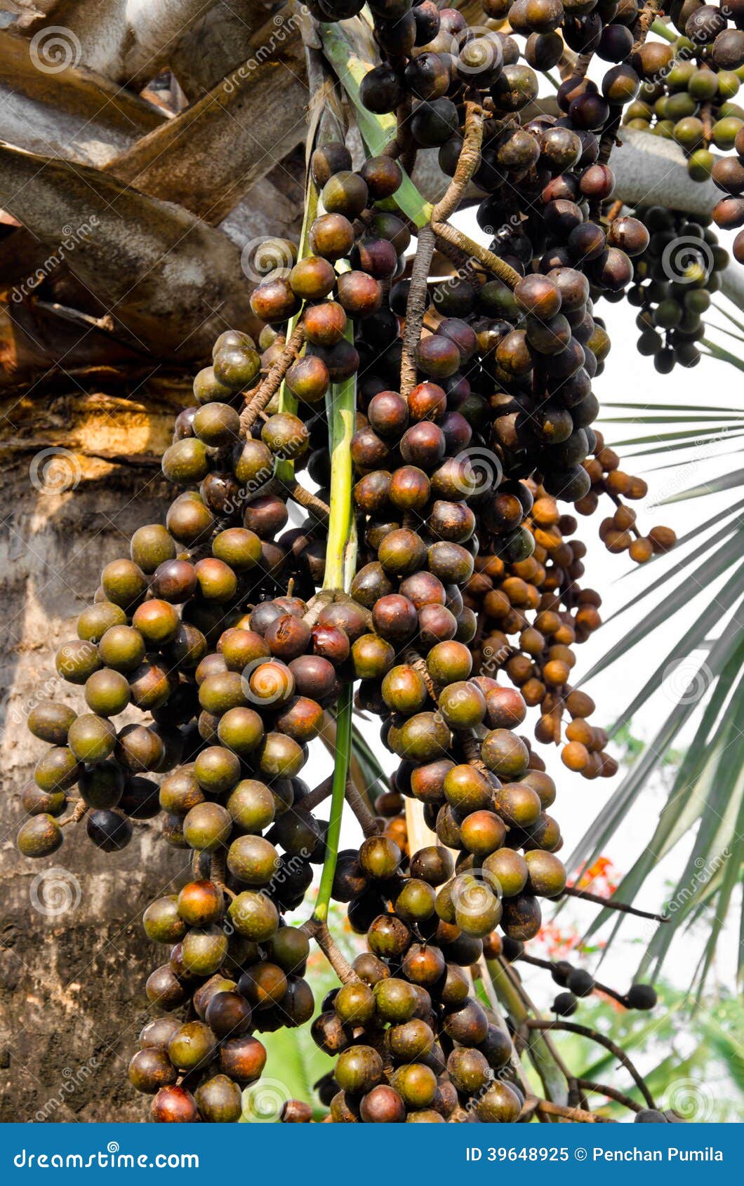 Closeup of the Palm Tree Fruits Stock Image - Image of blooming, energy ...