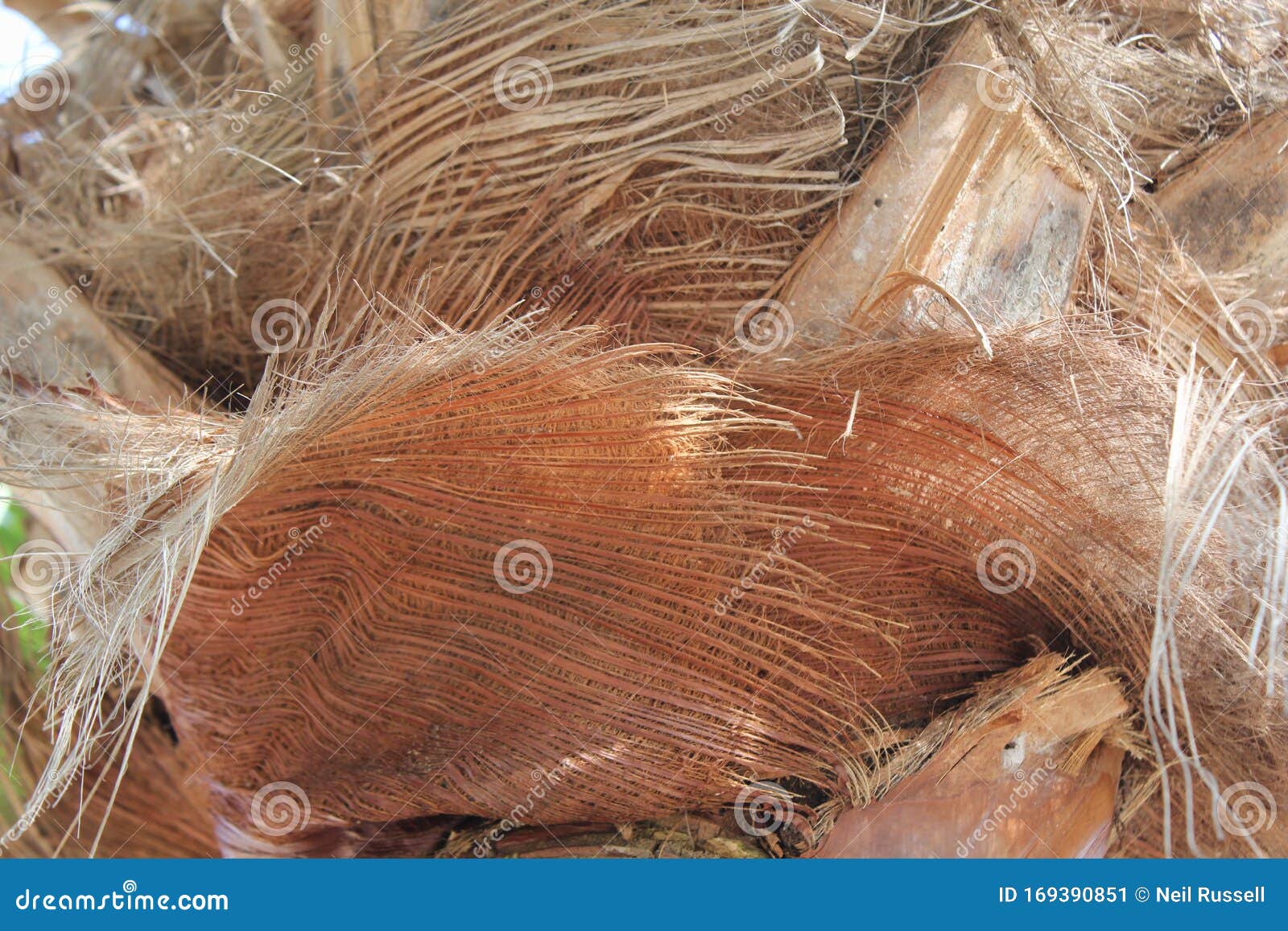 Palm tree husks stock image. Image of details, view - 169390851