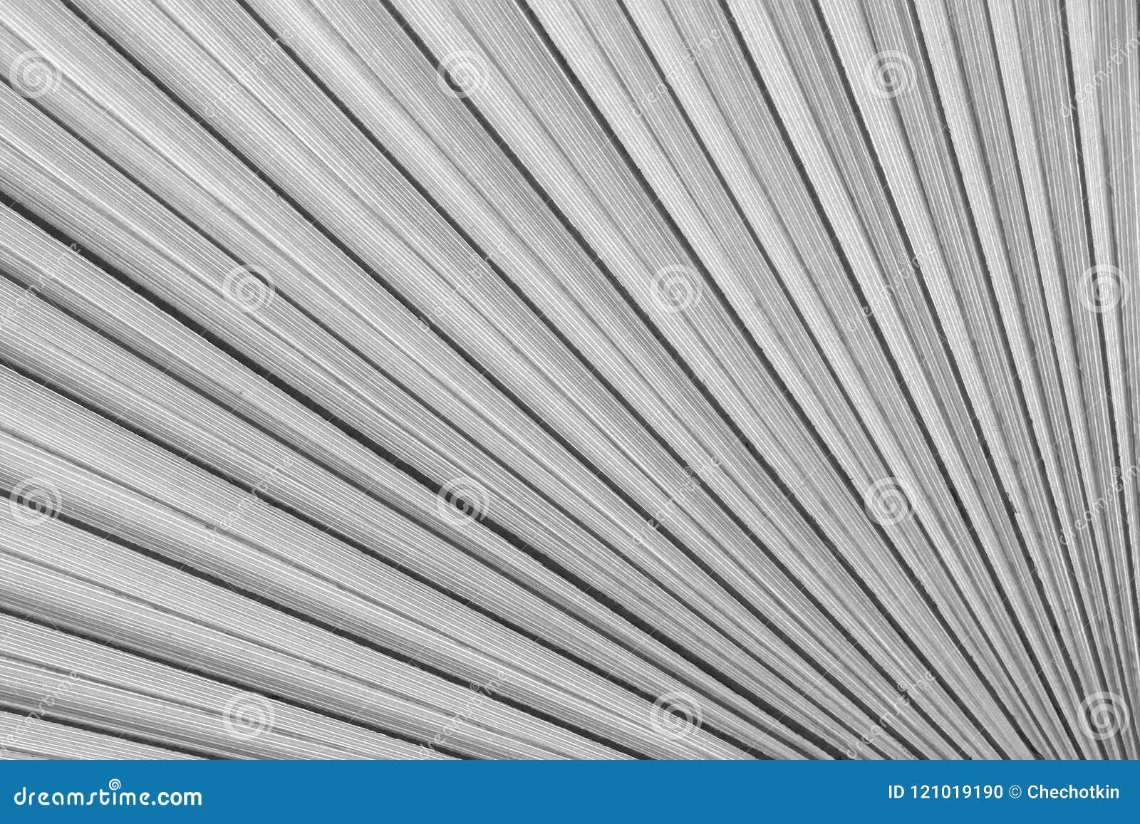 Closeup palm tree leaf stock photo. Image of texture - 121019190