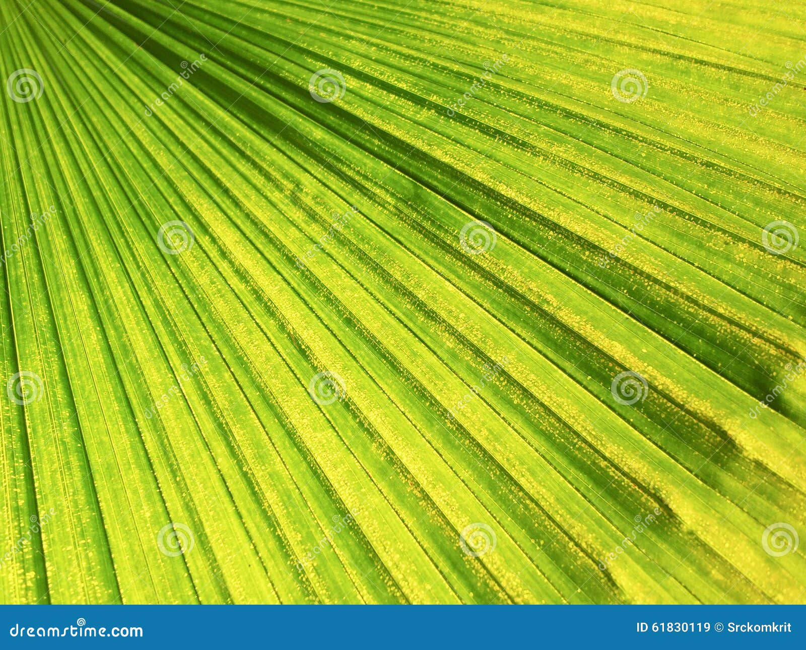 Closeup of Palm Tree Leaf Pattern Stock Image - Image of green, foliage ...