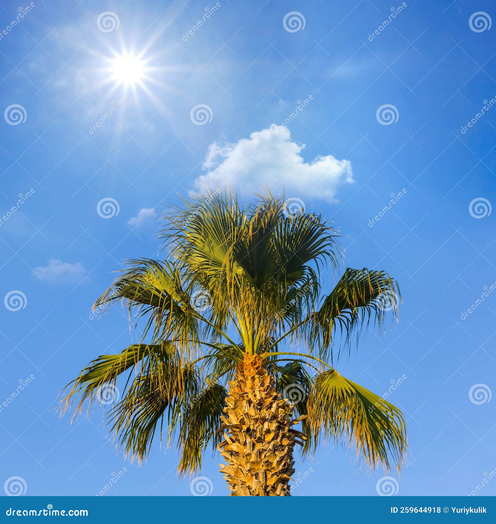 Palm Tree Under Hot Sparkle Sun Stock Photo - Image of solitude, alone ...