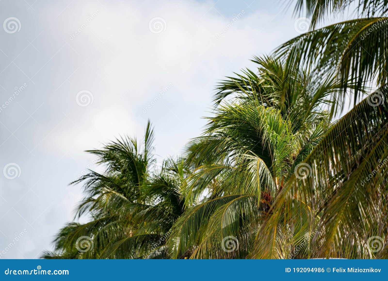 Closeup Palm Tree And Bunch Of Plam Fruit In Tropical Forest. Fan Palm ...