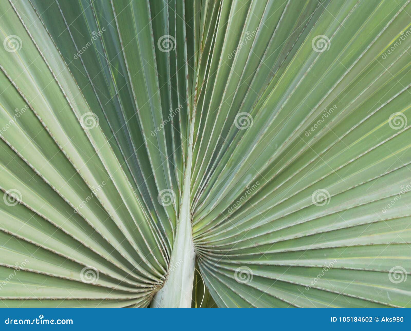 Closeup of Palmetto Leaf Abstract Texture Pattern Background Stock ...