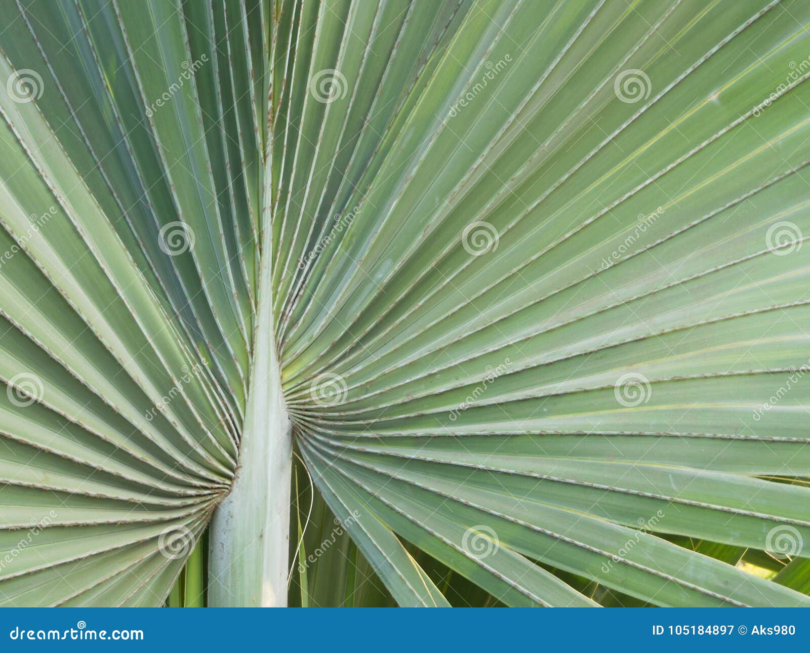 Closeup of Palmetto Leaf Abstract Texture Pattern Background Stock ...