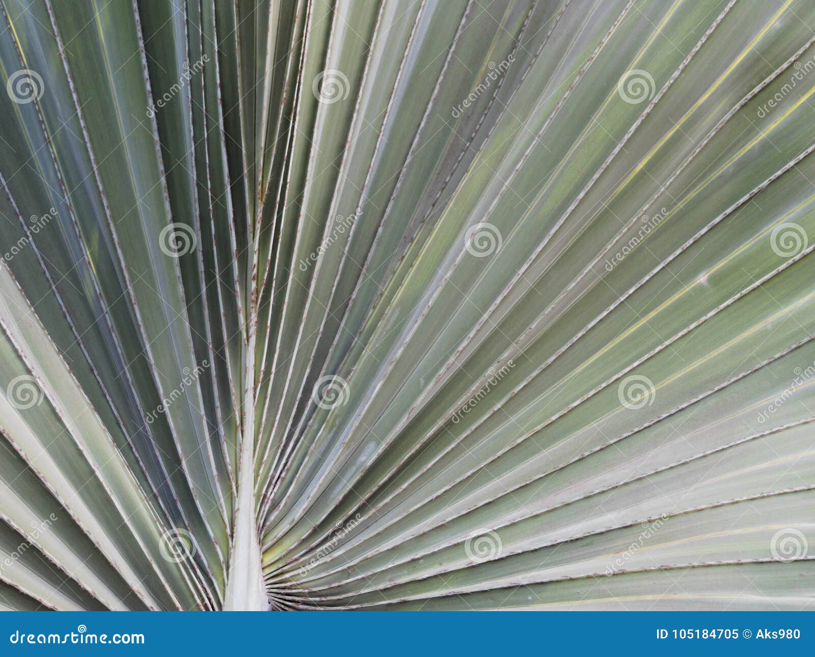 Closeup of Palmetto Leaf Abstract Texture Pattern Background Stock ...