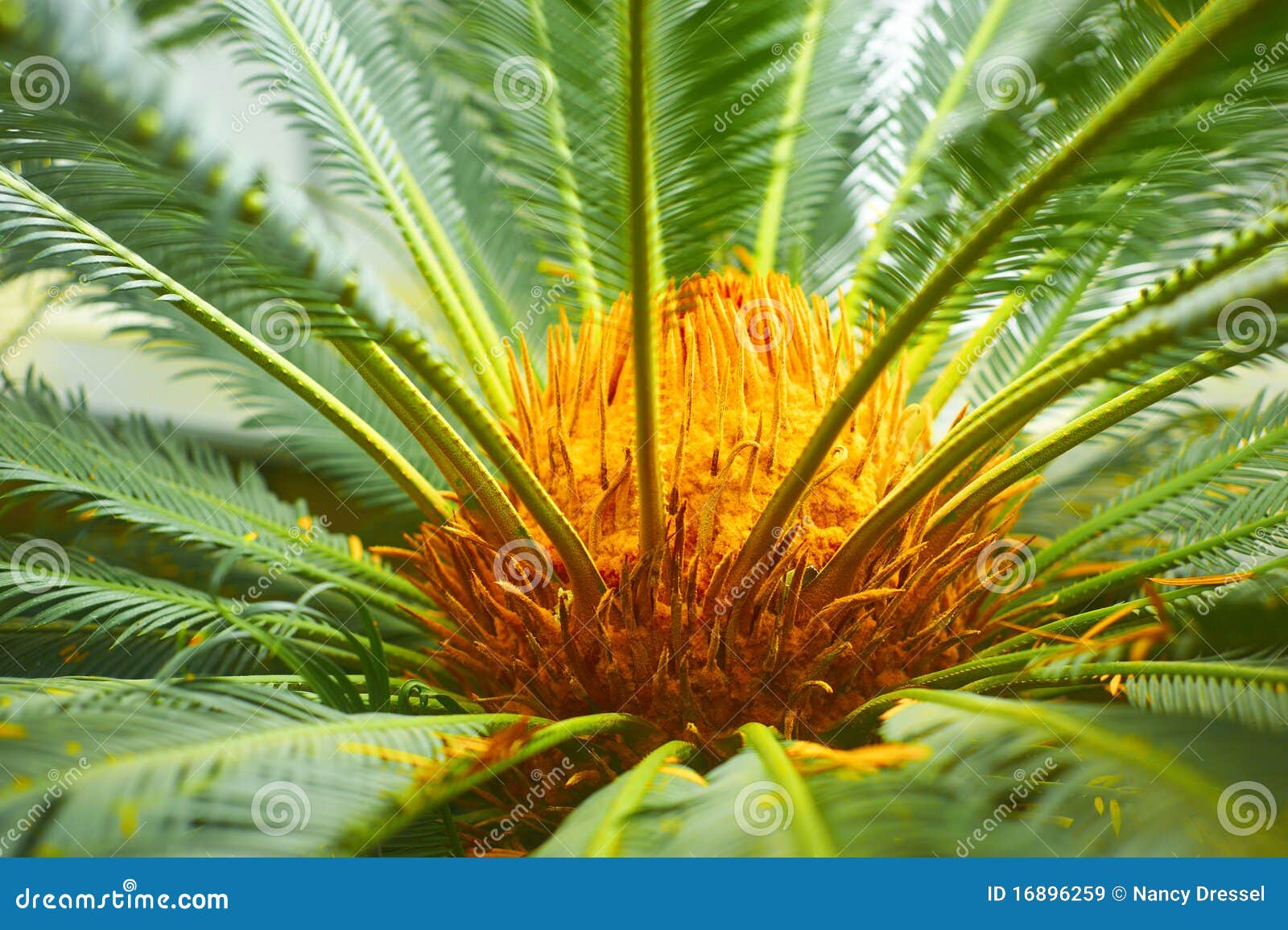 Closeup of palmtree stock image. Image of beautiful, center - 16896259