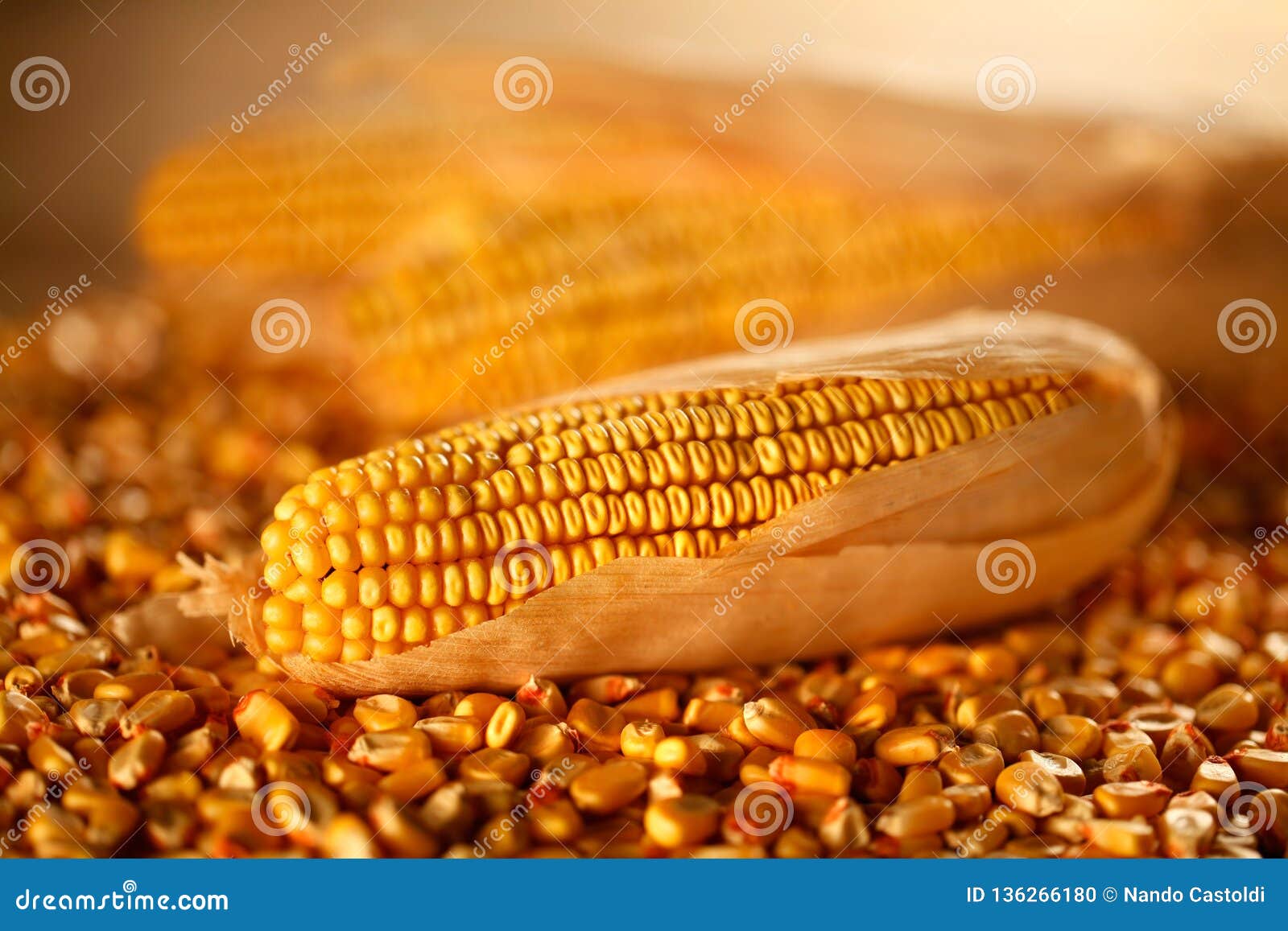Panicle Of Corn Blooms In A Field Royalty-Free Stock Photo ...