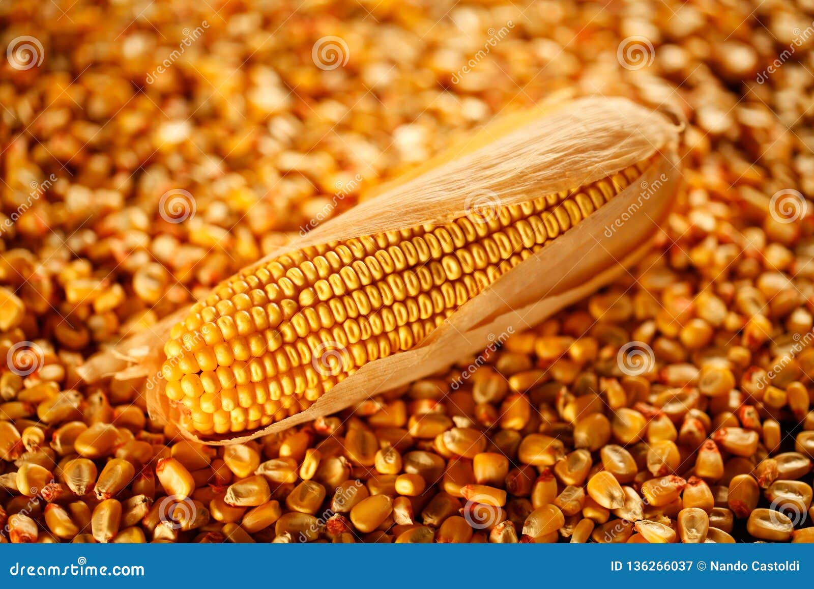 Panicle Of Corn Blooms In A Field Royalty-Free Stock Photo ...
