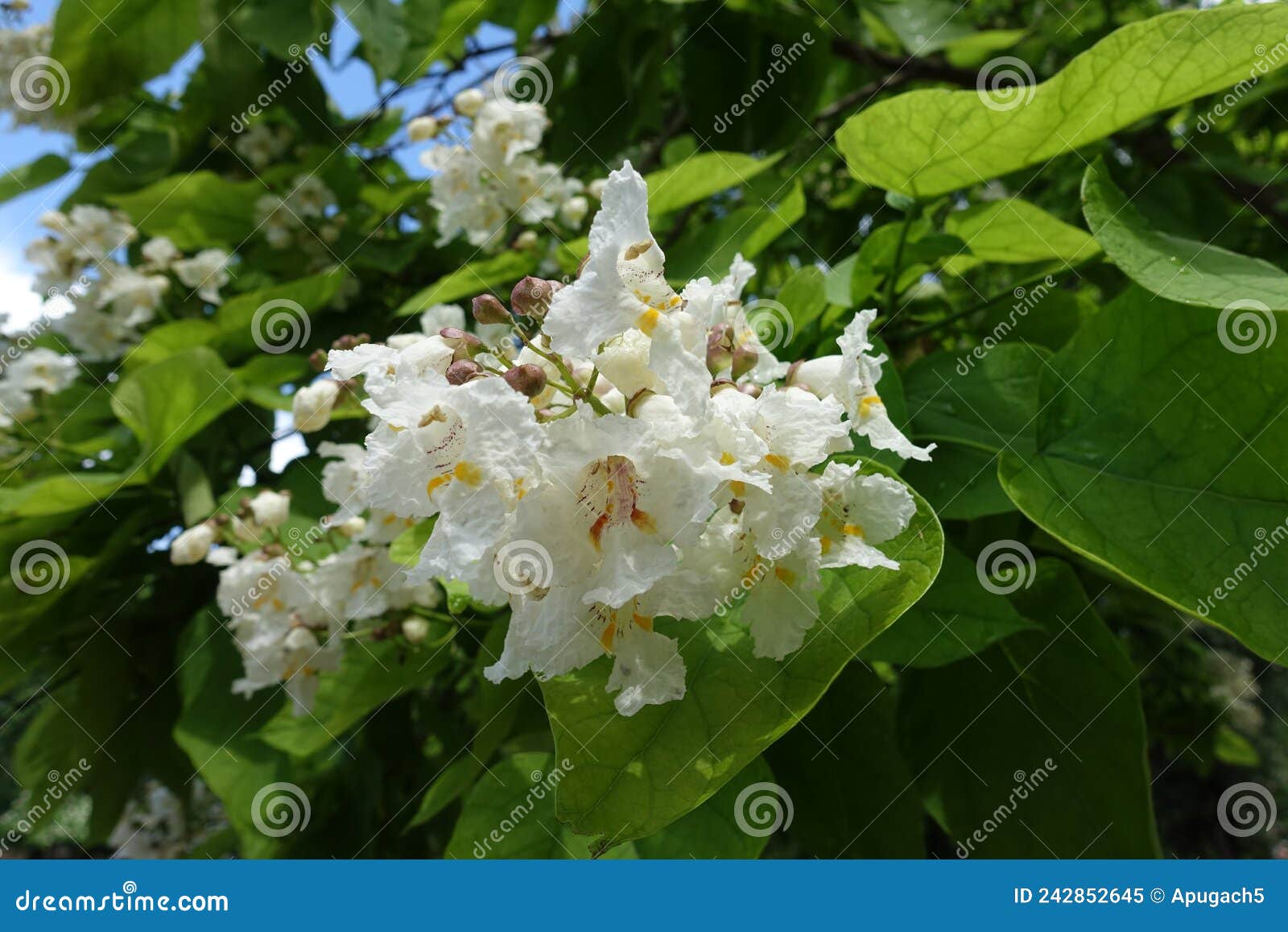 Flowers Of The Catalpa Tree Stock Image | CartoonDealer.com #277460695