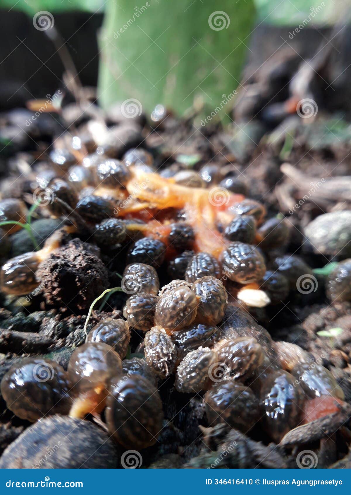 Papaya Seeds Stock Image | CartoonDealer.com #43460599