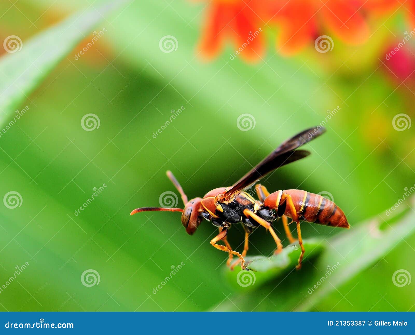 Closeup of a Paper Wasp stock image. Image of animals - 21353387