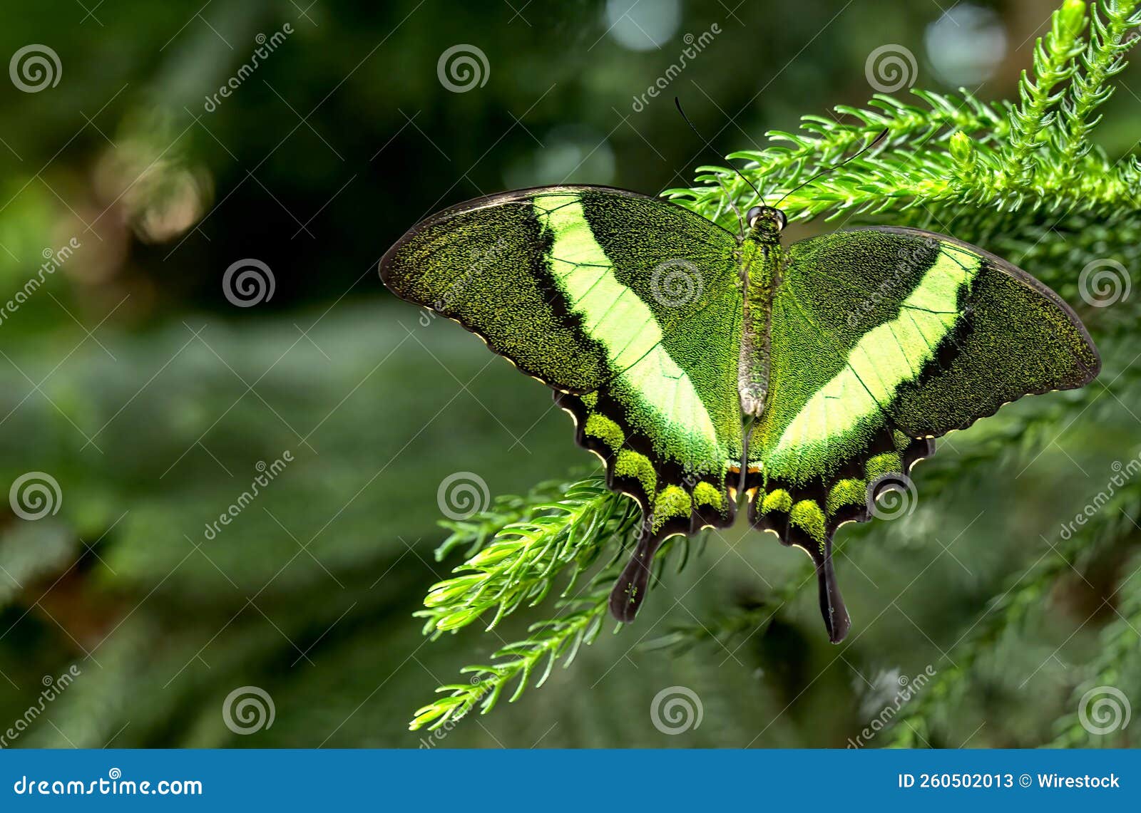 Crino Stock Photos - Free & Royalty-Free Stock Photos from Dreamstime