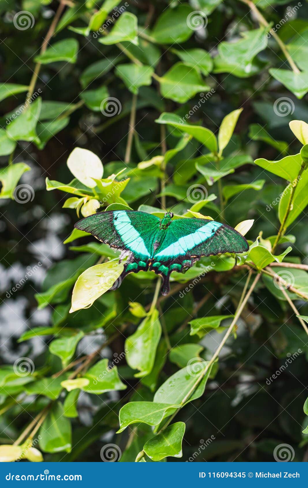 Closeup of a Papilio Palinurus, the Emerald Swallowtail Stock Image ...