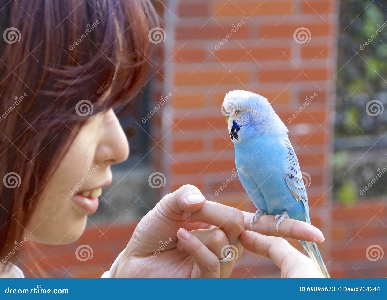 The closeup of parakeet stock image. Image of pets, animal - 69895673