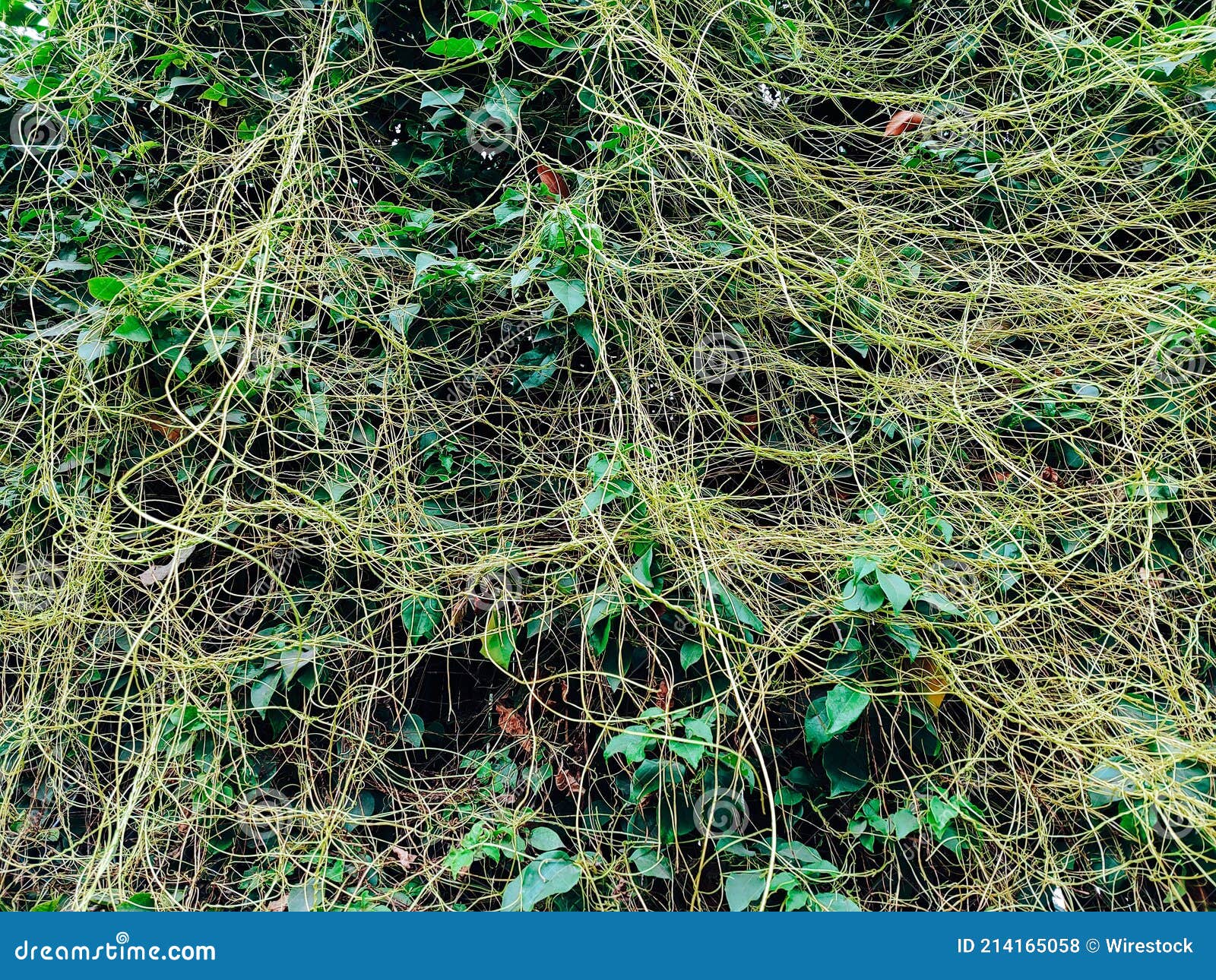 Closeup of Parasitic Dodder Plant in a Field Stock Photo - Image of ...