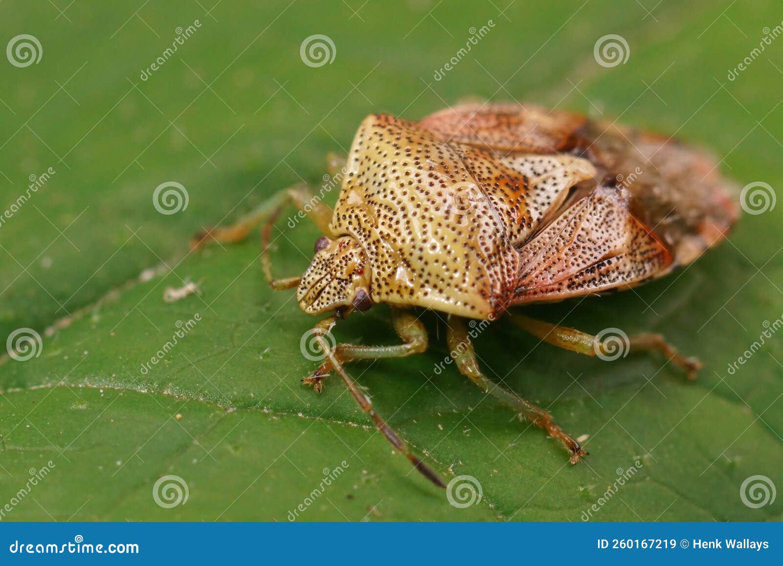 Closeup on the Parent Bug, Elasmucha Grisea Sitting on a Green Leaf ...