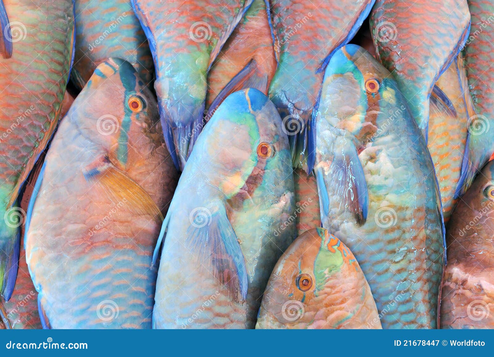 Closeup of Parrot Fish at Market Stock Image - Image of parrot, food ...