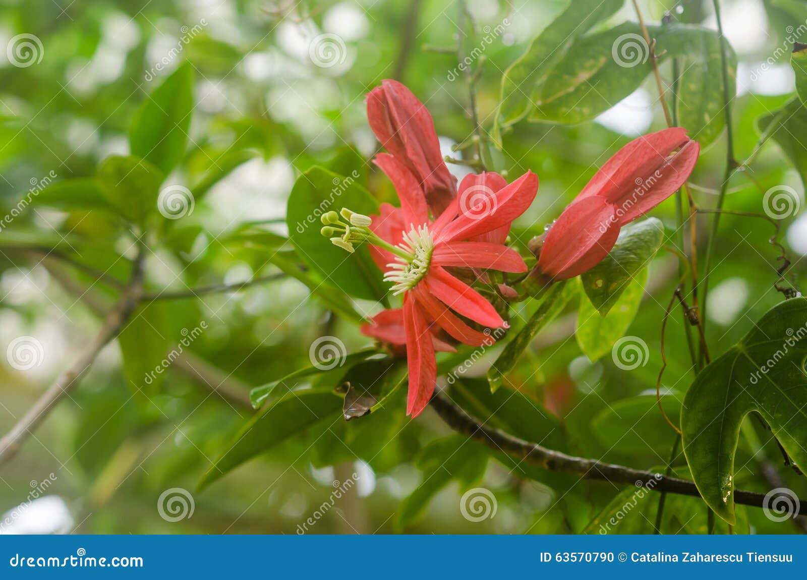Closeup of Passiflora Racemosa Stock Photo - Image of botanic, exotic ...