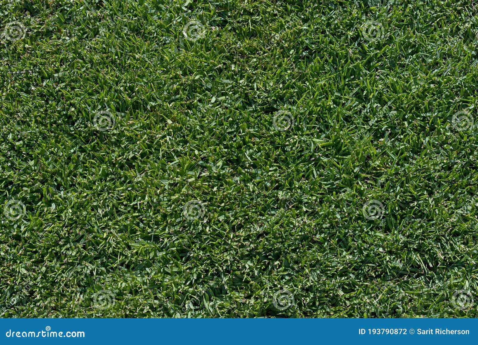 Closeup of a Patch of an Emerald Green Dwarf Buffalo Grass Lawn Stock ...