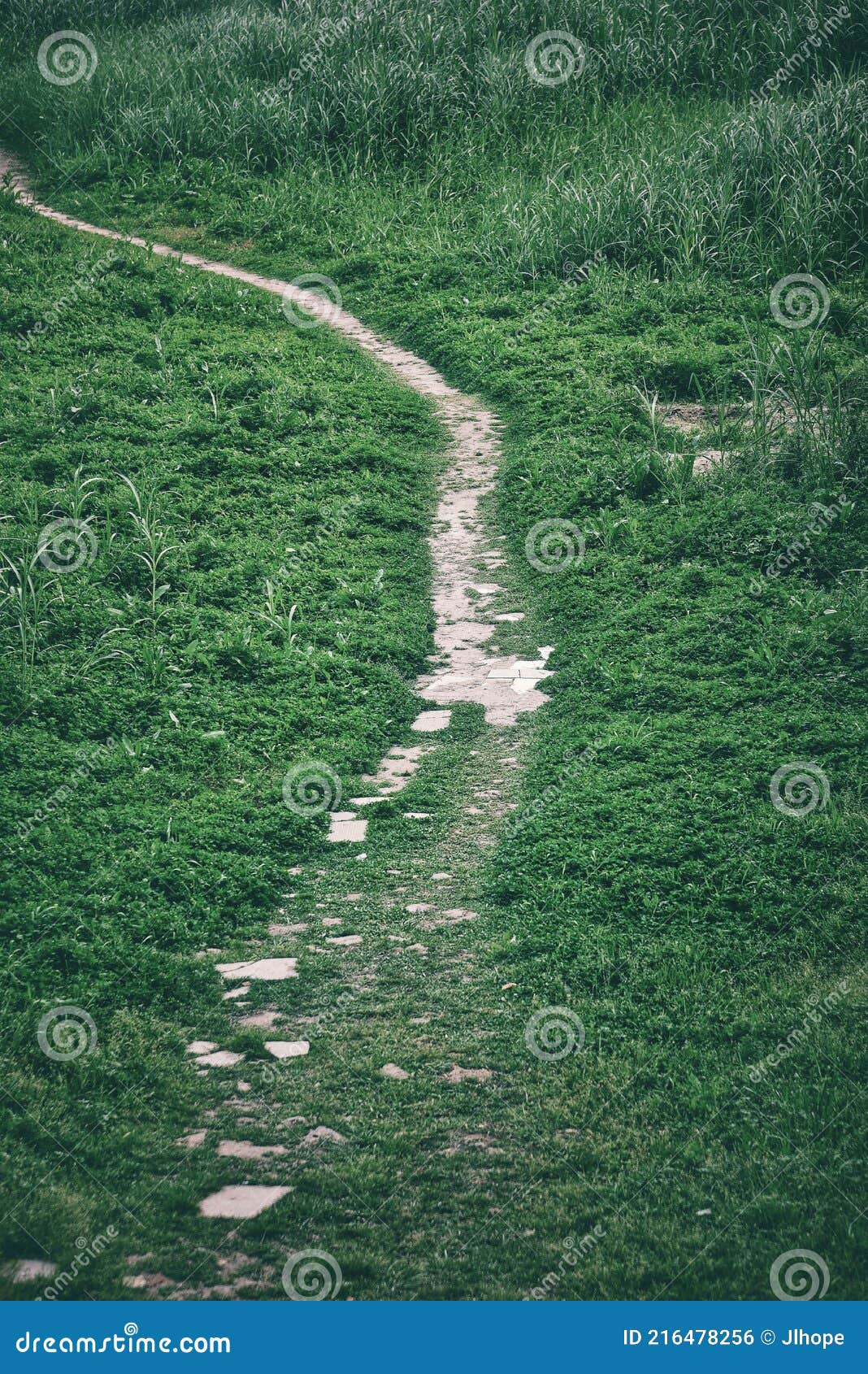 Path through the lawn stock photo. Image of background - 216478256
