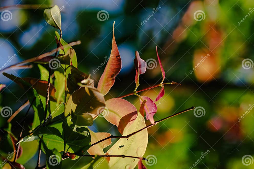Closeup Pattern of Leaves with Backlight Effect. Nature Composition ...