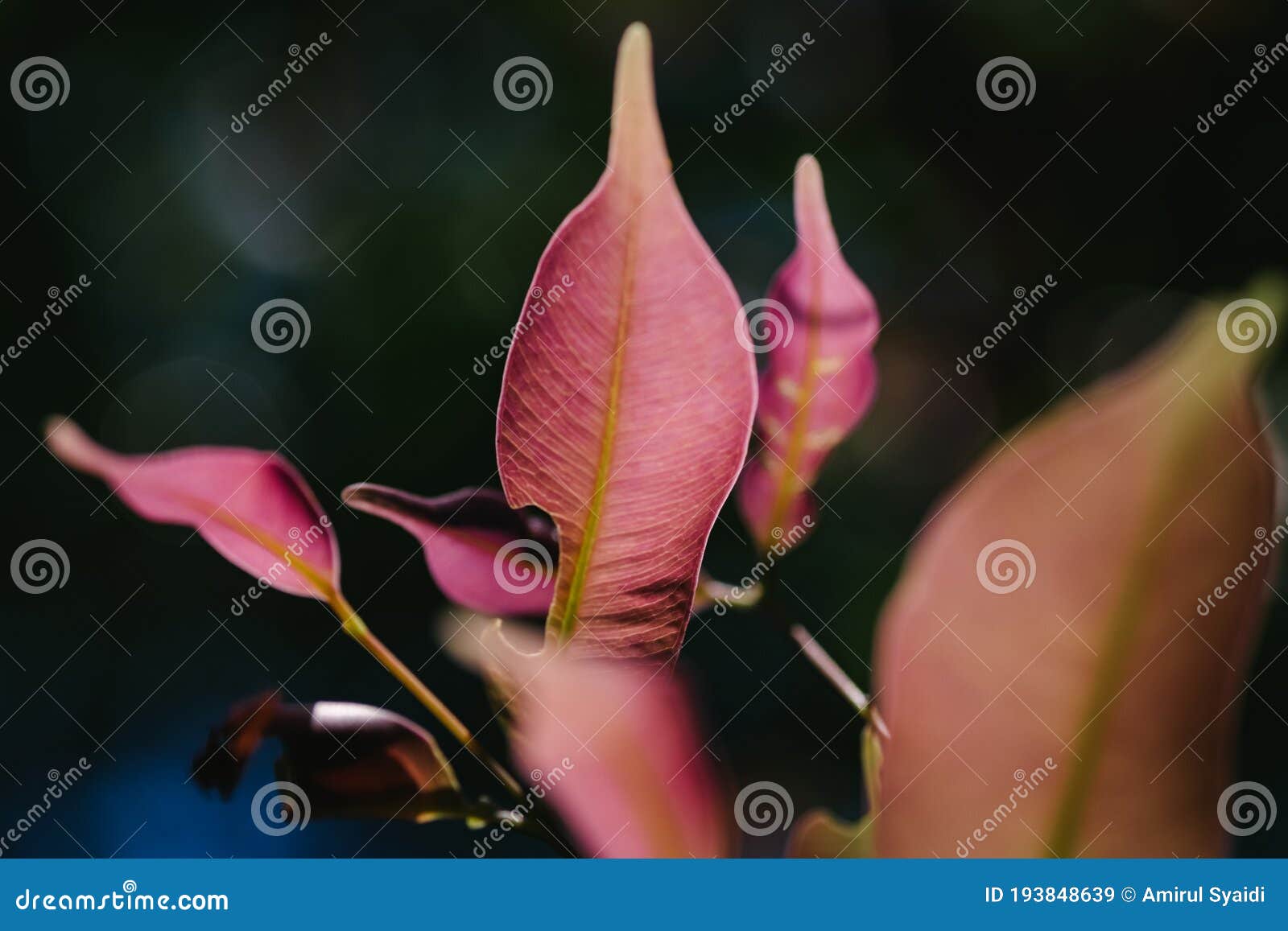 Closeup Pattern of Leaves with Backlight Effect. Nature Composition ...