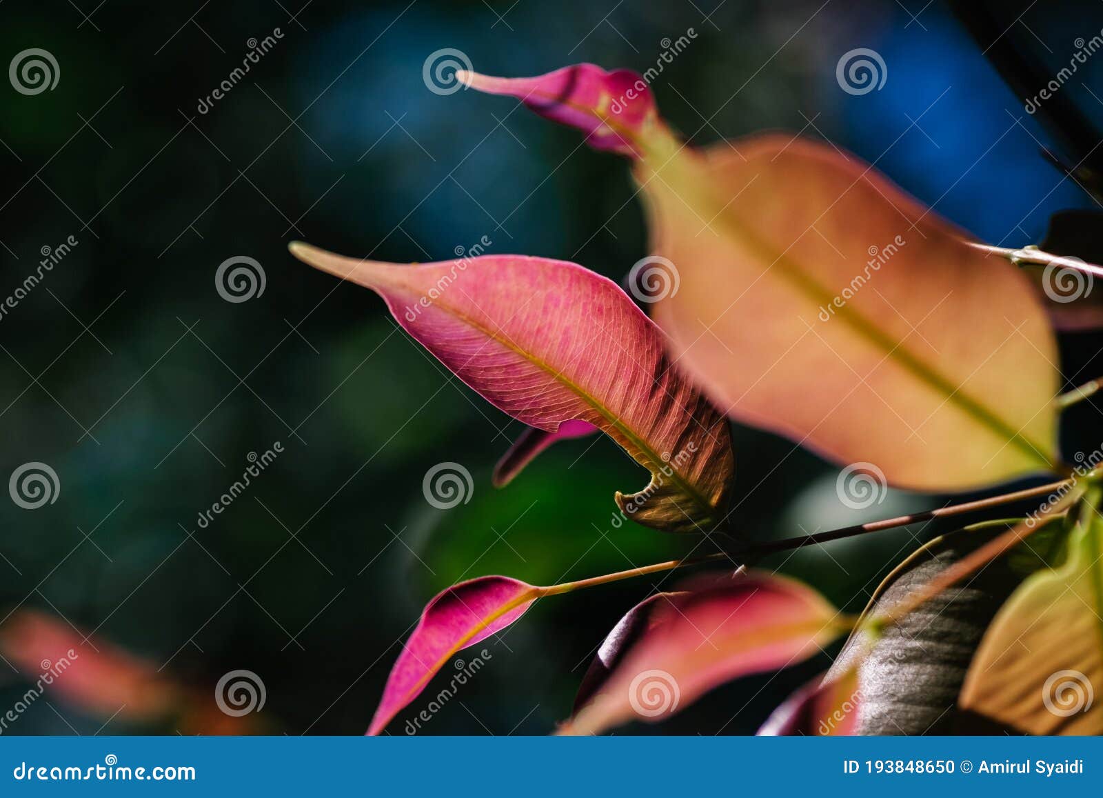 Closeup Pattern of Leaves with Backlight Effect. Nature Composition ...