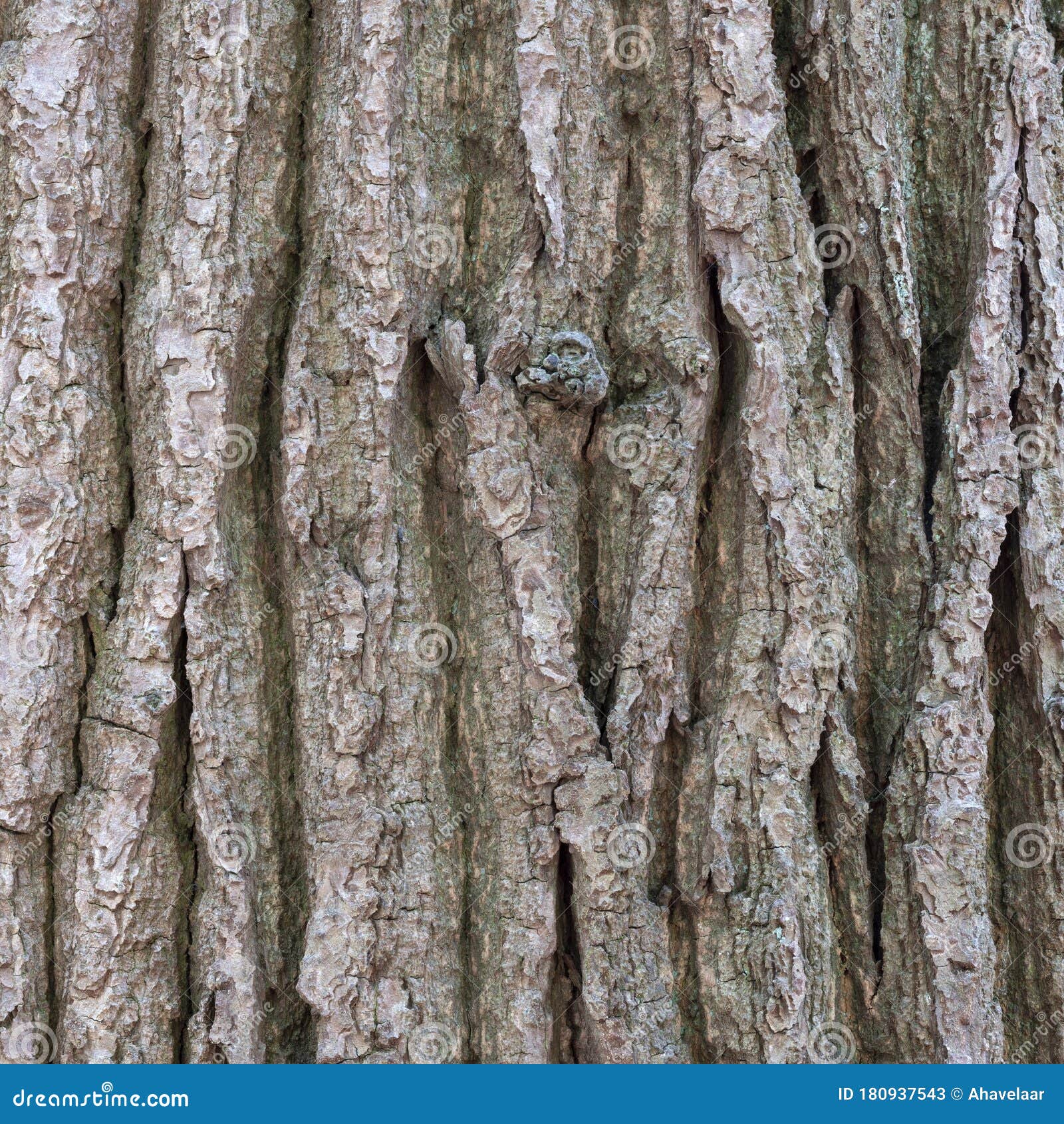Closeup of Old Oak Tree Bark Stock Image - Image of life, closeup ...