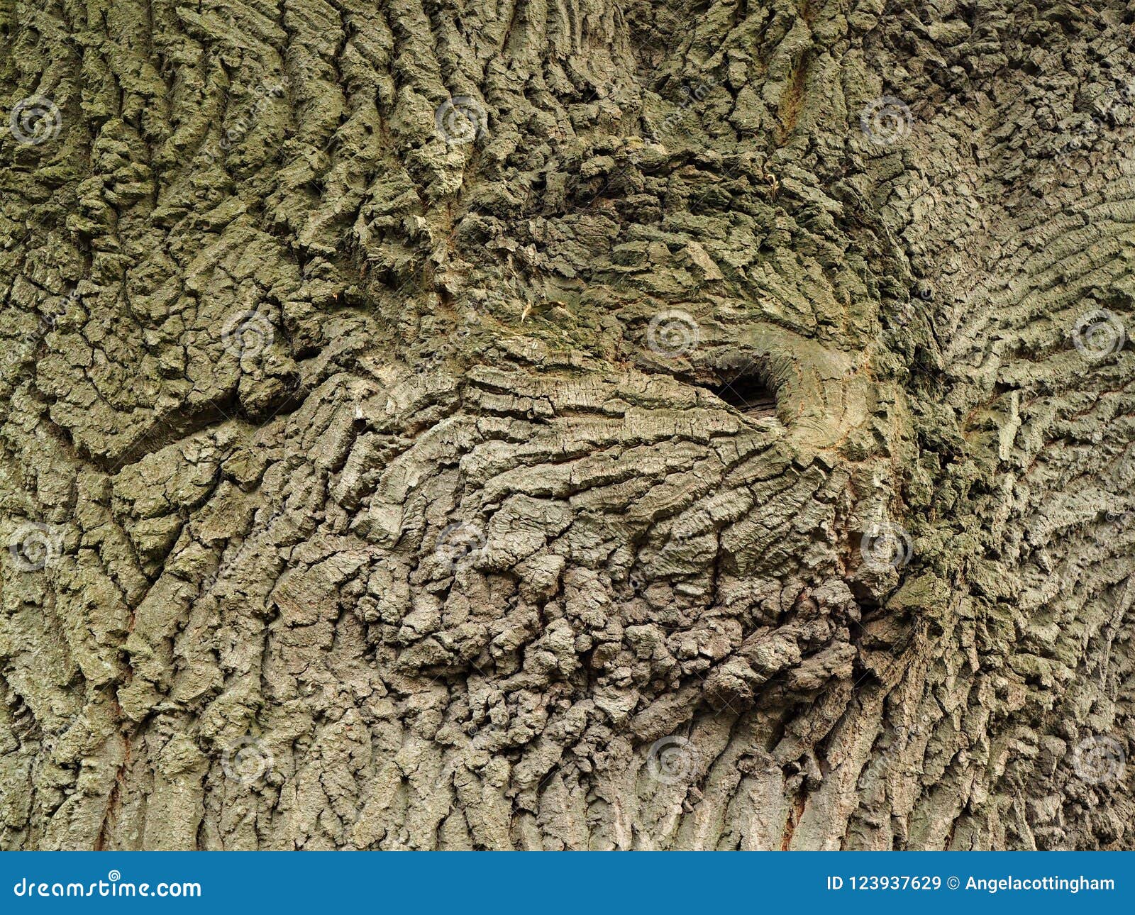 Pattern in the Bark of an Ancient Oak Tree Stock Image - Image of brown ...